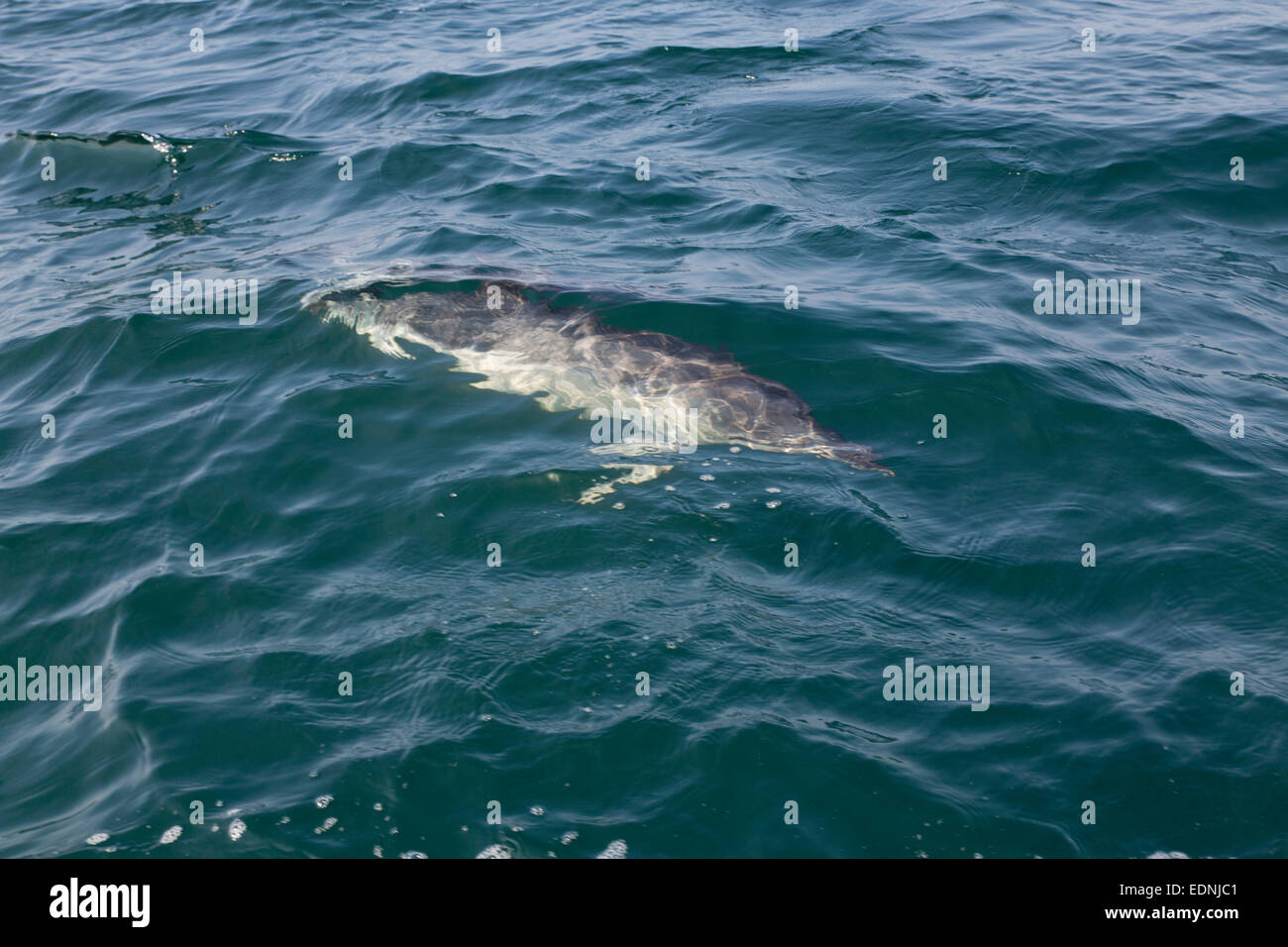 Common Dolphin; Delphinus delphis; Summer; Cornwall; UK Stock Photo - Alamy