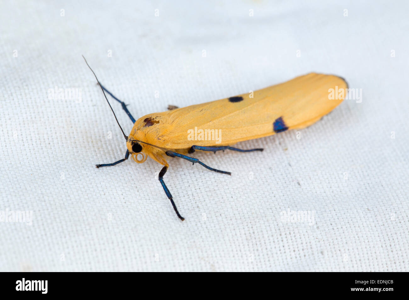 Four Spotted Footman Moth Lithosia quadra Female on White Cloth ...