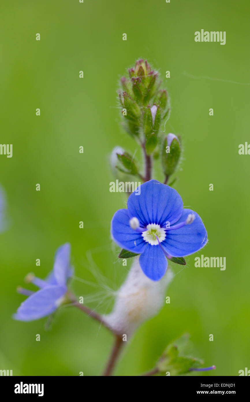 Germander Speedwell Veronica chamaedrys Flower Cornwall; UK Stock Photo ...