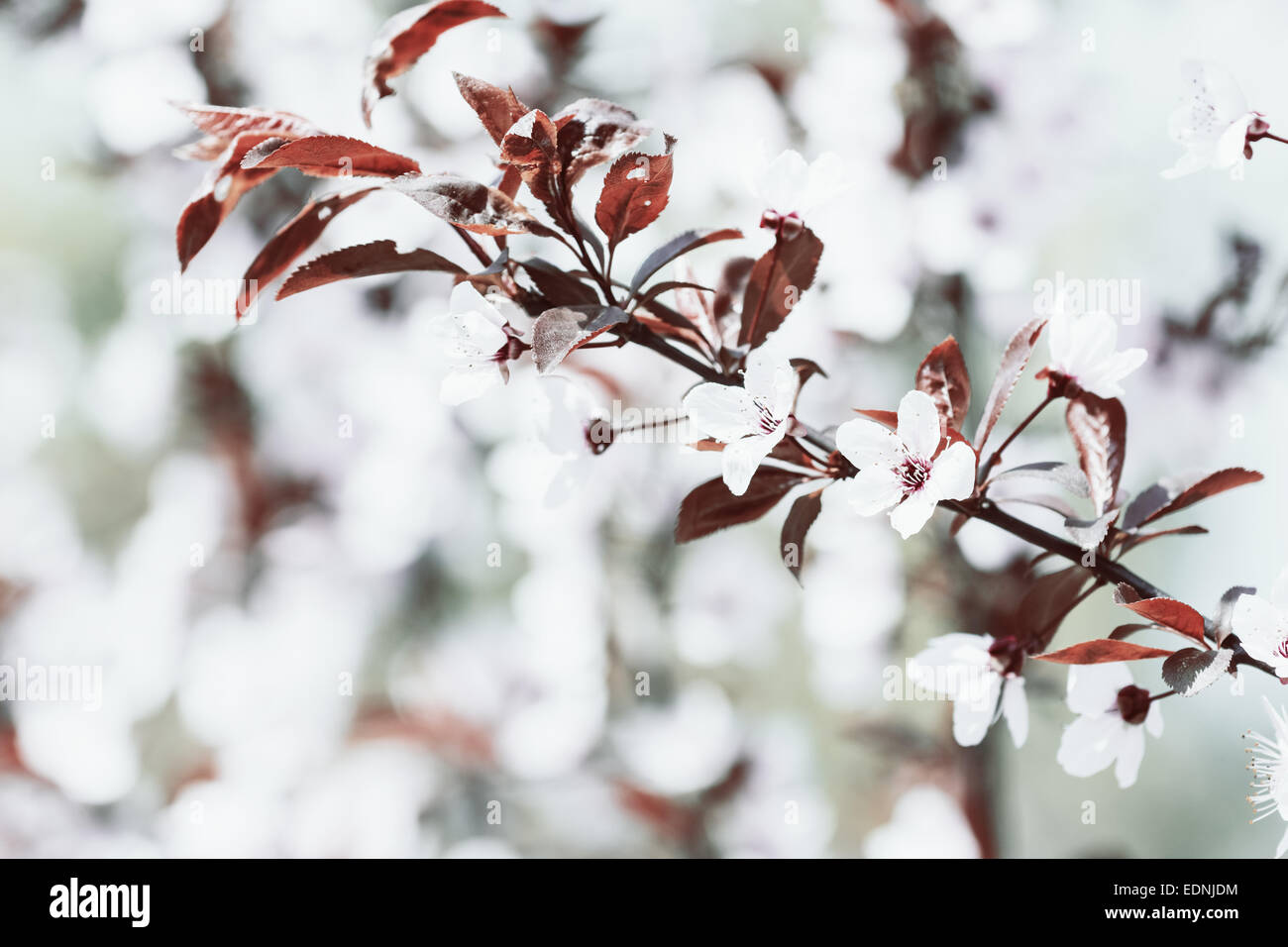 Retro blossom hi-res stock photography and images - Alamy
