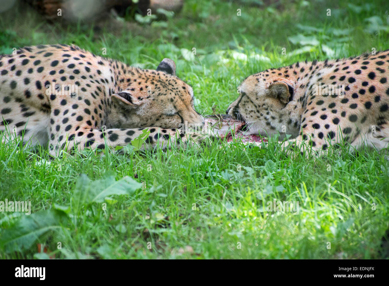 Two cheetahs fighting over piece of meat Acinonyx Jubatus Stock Photo ...
