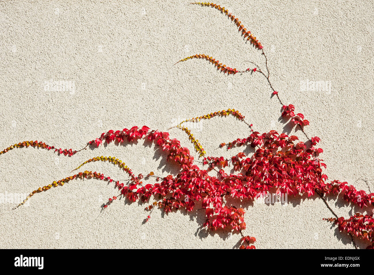 Japanese Creeper, Boston Ivy or Woodbine (Parthenocissus tricuspidata ...