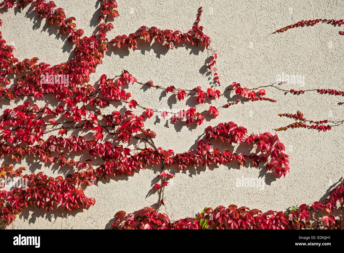 Japanese Creeper, Boston Ivy or Woodbine (Parthenocissus tricuspidata ...