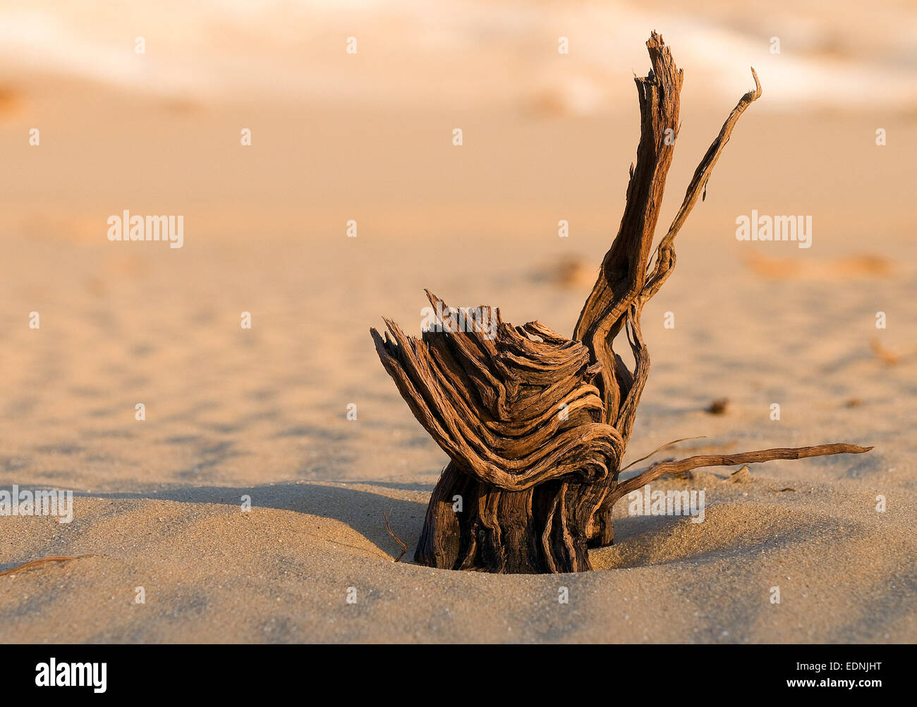 Plant desert egypt hi-res stock photography and images - Alamy