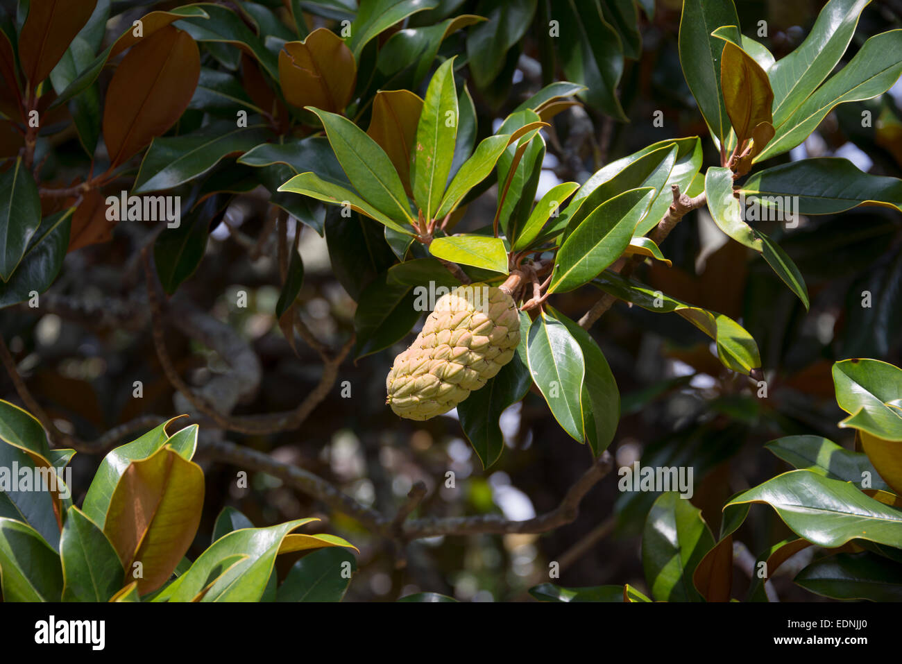 Ficus Elastica Flower