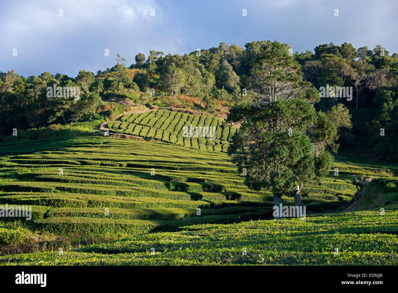 Tea plantation, Cha Gorreana, Maia, Sao Miguel, Azores, Portugal Stock ...