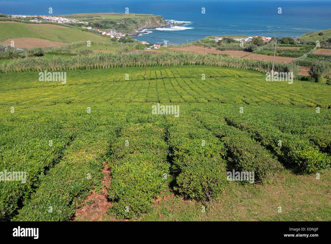 Tea plantation, Cha Porto Formoso, Maia, Sao Miguel, Azores, Portugal ...