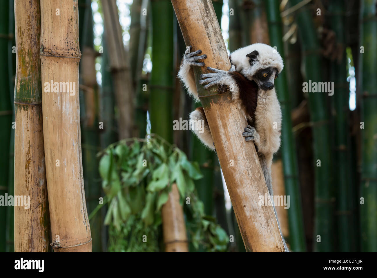Coquerel's sifaka (Propithecus coquereli), young, Madagascar Stock ...
