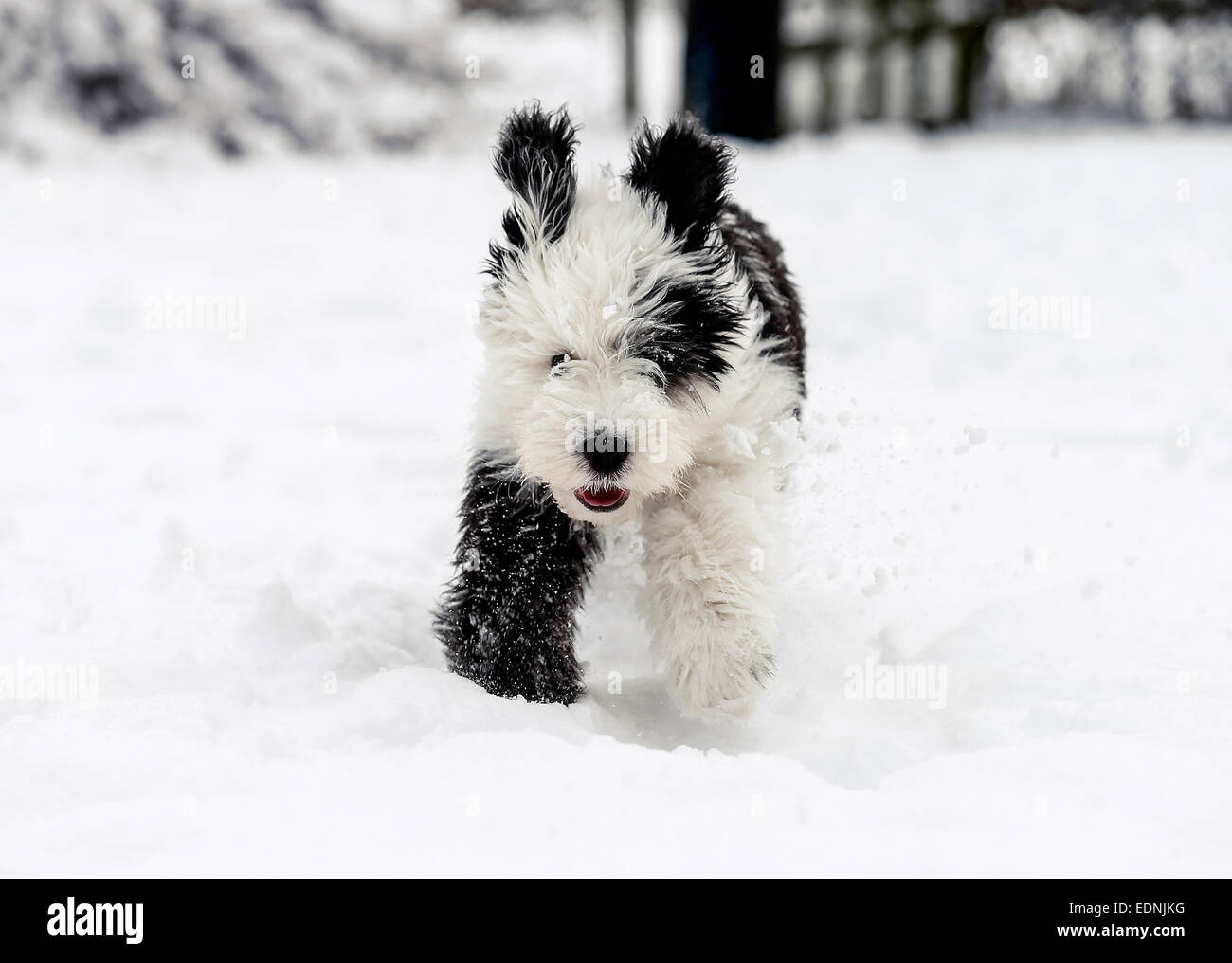 Old English Sheepdog, puppy, 4 months, running in the snow Stock Photo ...