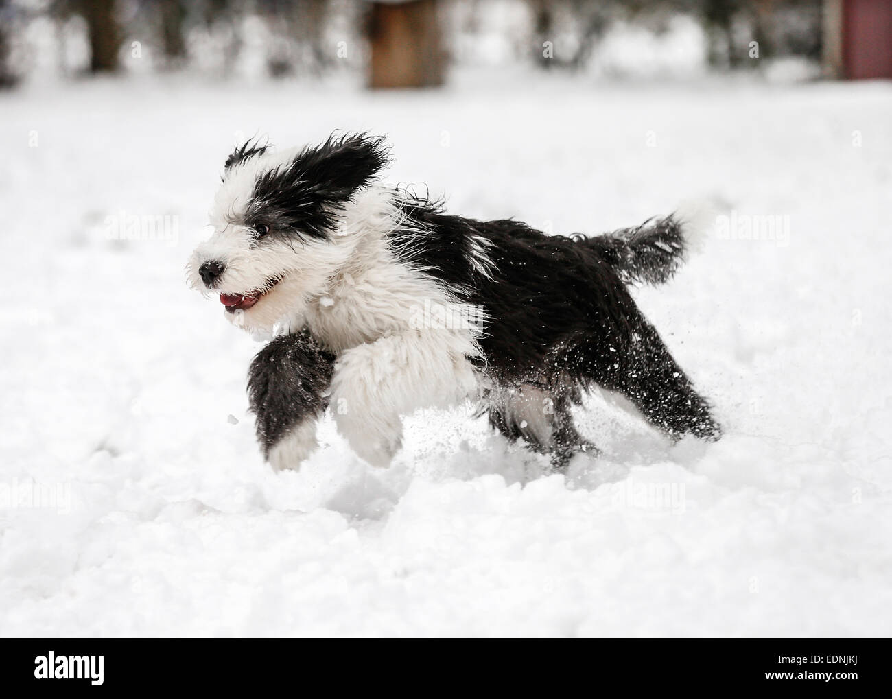 Old English Sheepdog, puppy, 4 months, running in the snow Stock Photo ...