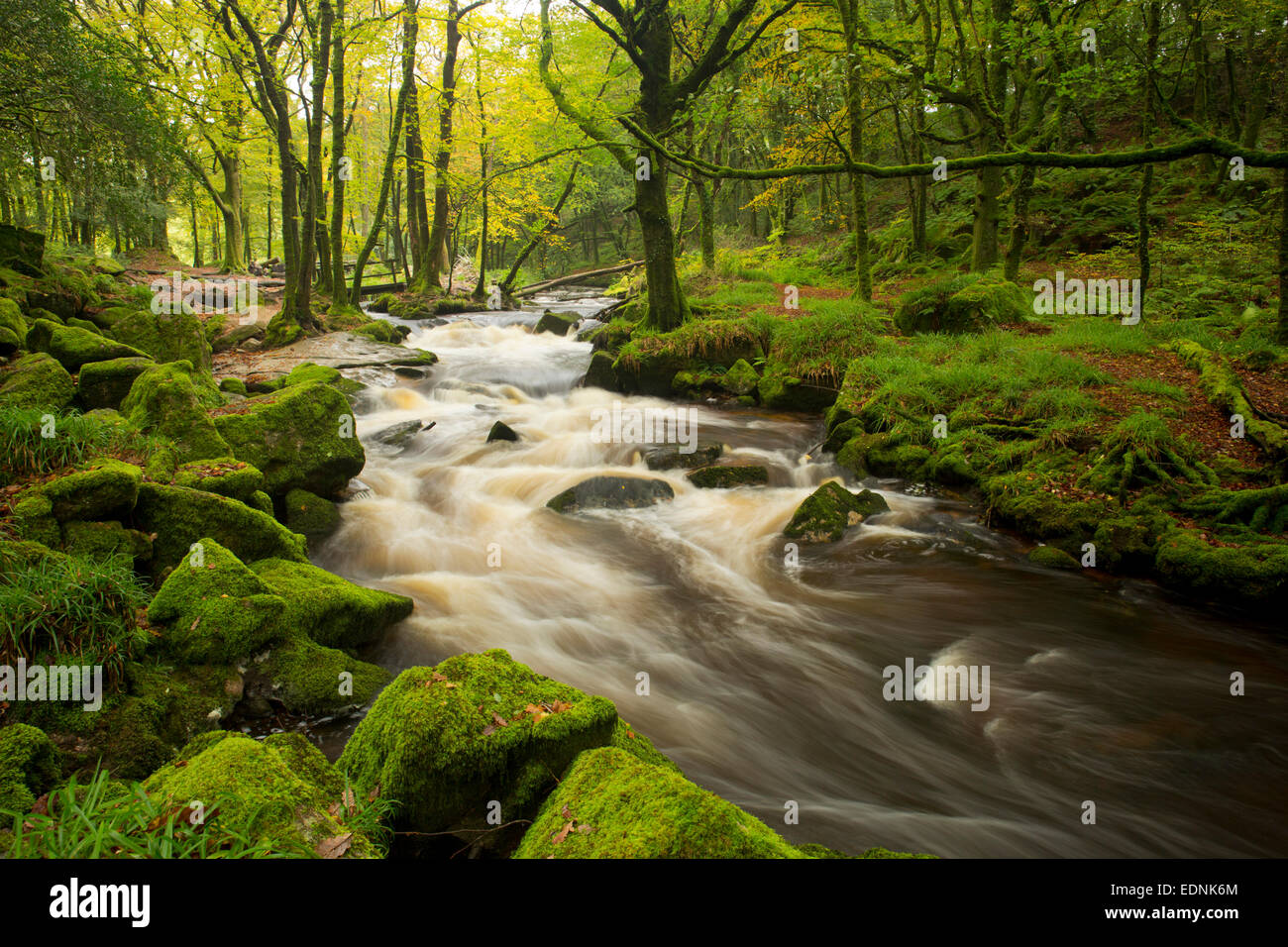 Golitha hi-res stock photography and images - Alamy