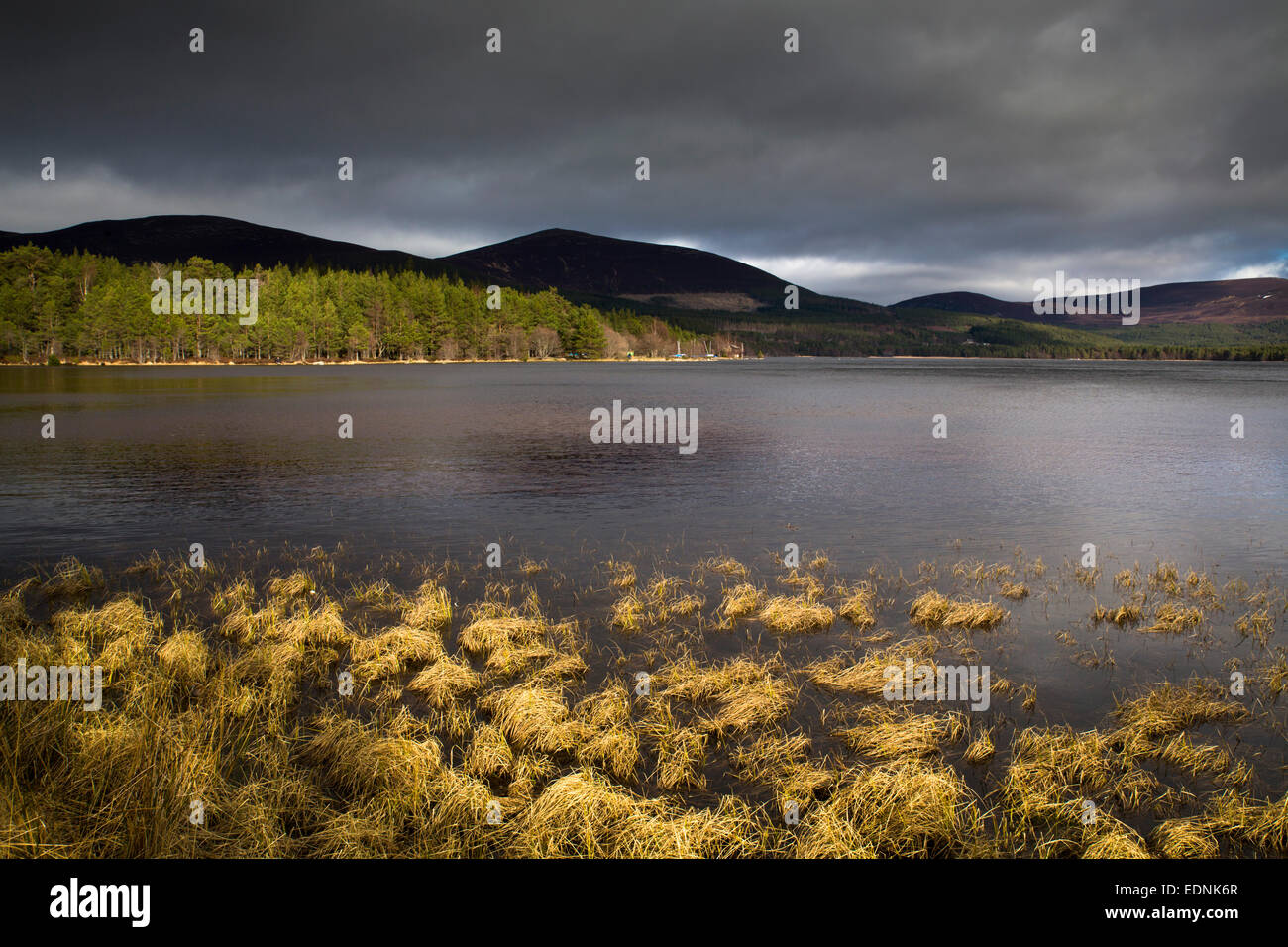Loch Morlich; Cairngorms; Scotland Stock Photo - Alamy