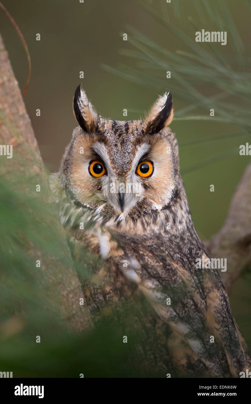 Long eared owl uk hi-res stock photography and images - Alamy