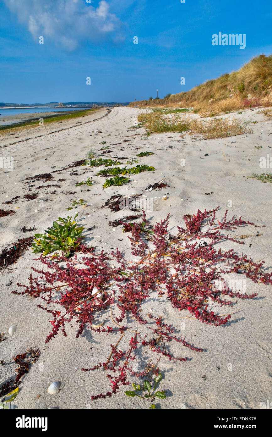 Chenopodium rubrum hi-res stock photography and images - Alamy