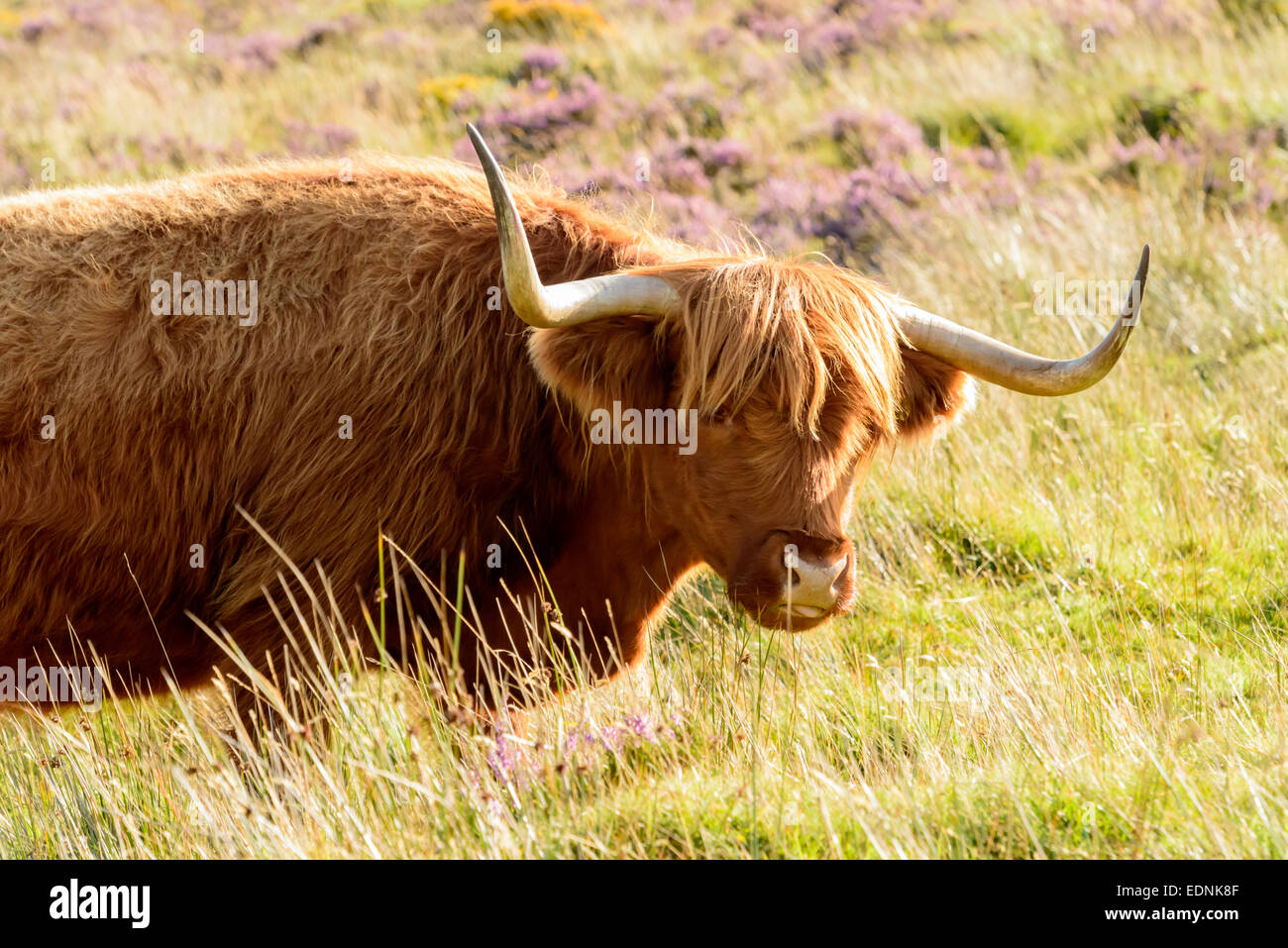 tuft, muzzle and long horns of hairy cattle grazing among haether bush ...