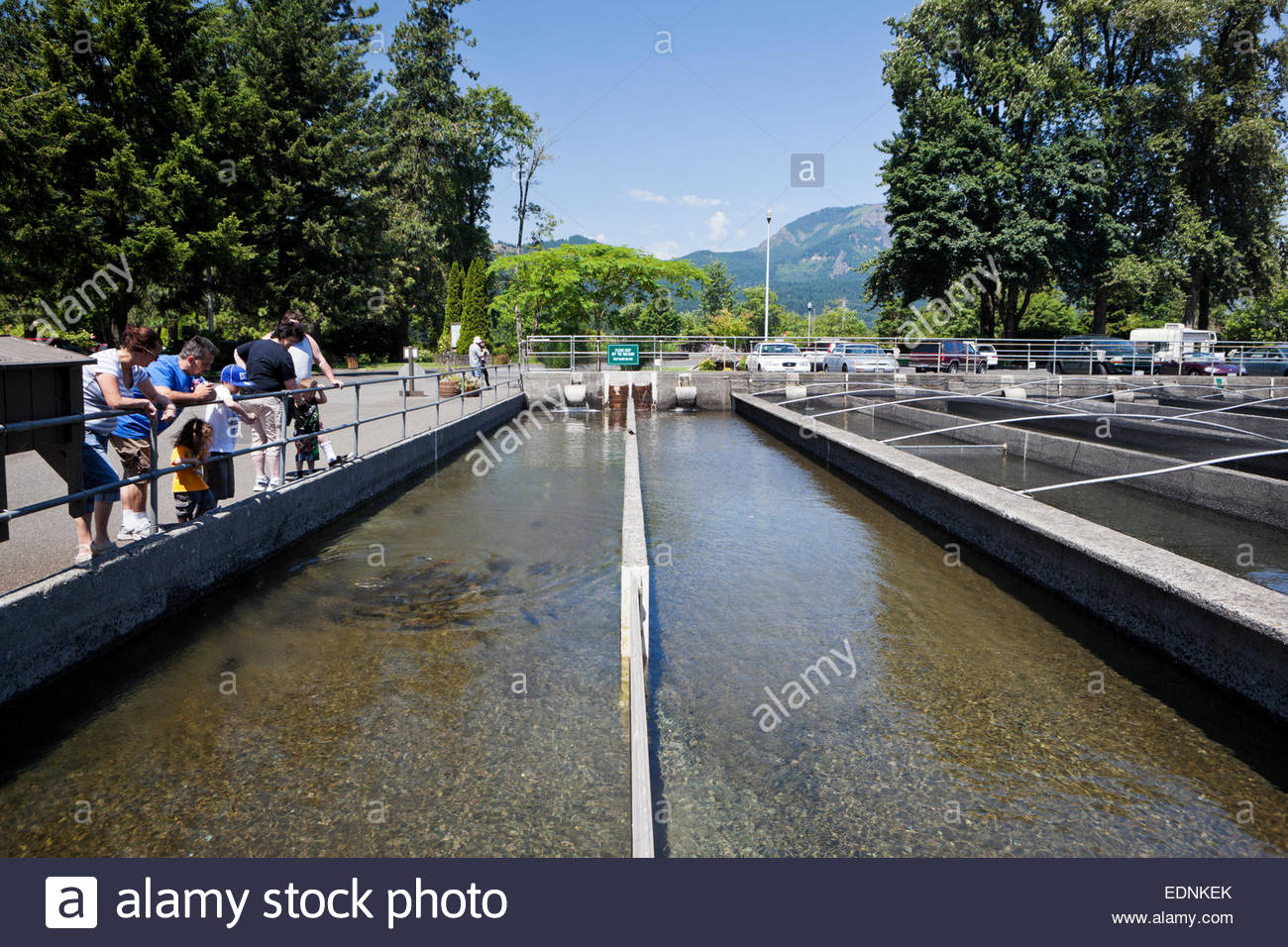Bonneville Hatchery High Resolution Stock Photography and Images - Alamy