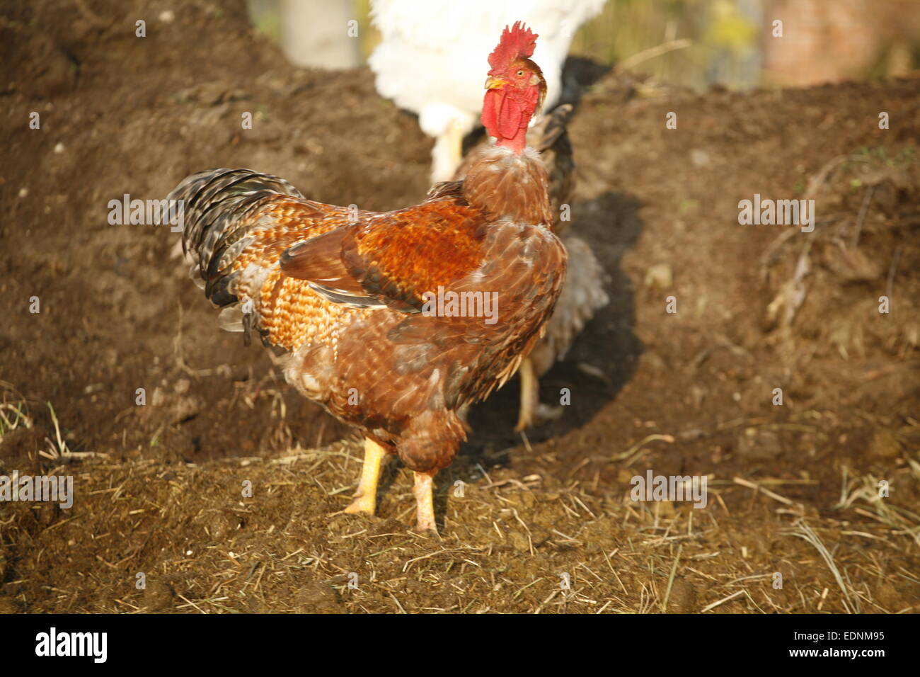 Portrait of mature rooster on the poultry yard rural scene Stock Photo ...