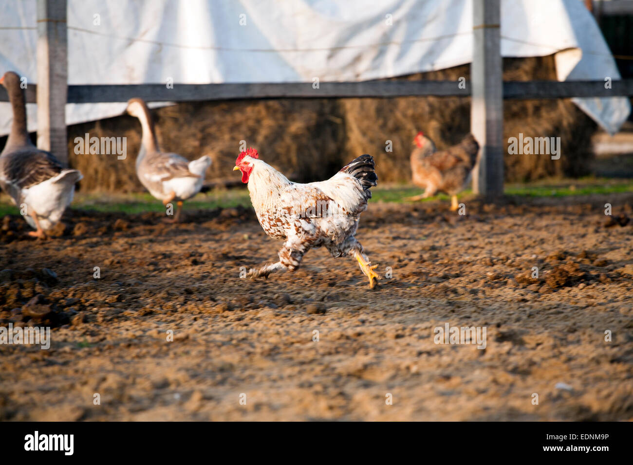 Rooster run across poultry yard rural scene Stock Photo - Alamy