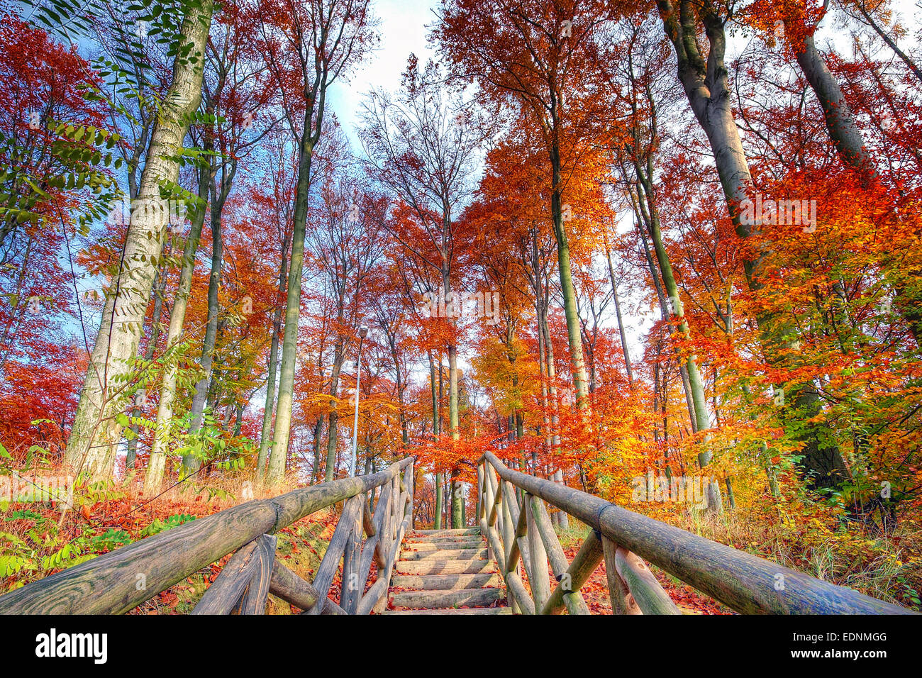Beautiful autumn forest landscape Stock Photo - Alamy