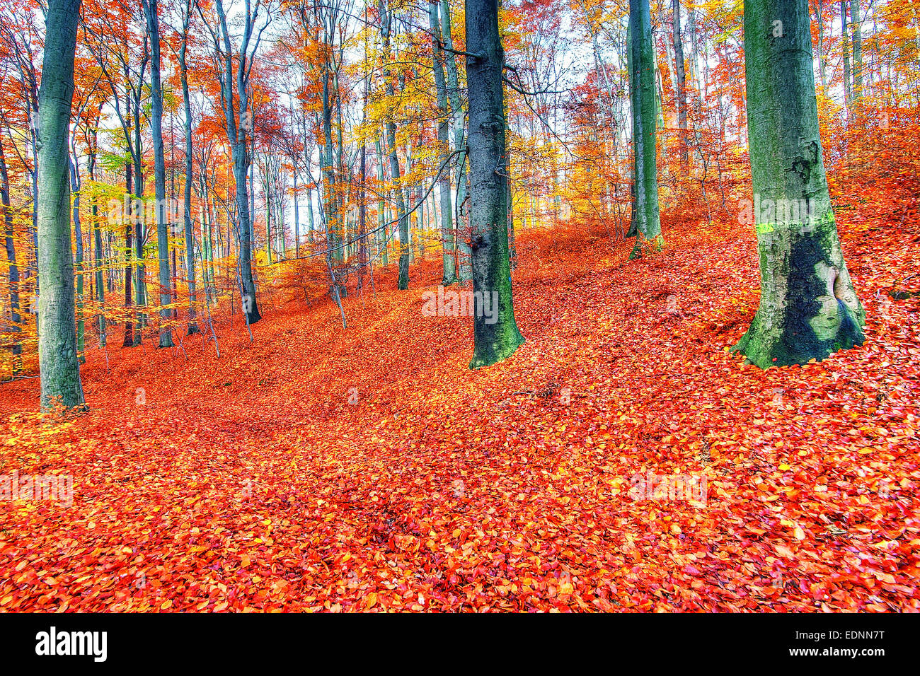 Beautiful autumn forest landscape Stock Photo - Alamy