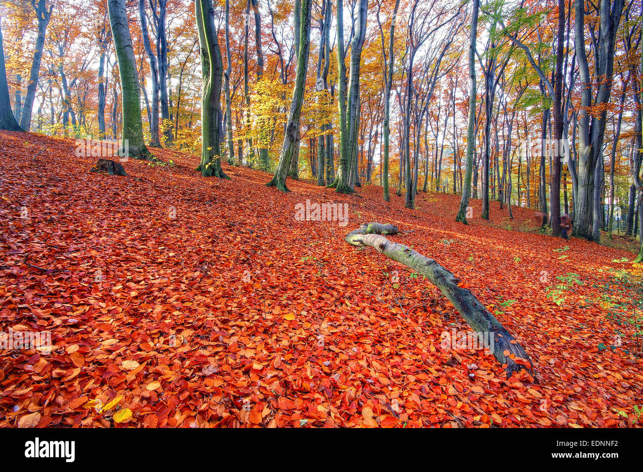 Beautiful autumn forest landscape Stock Photo - Alamy