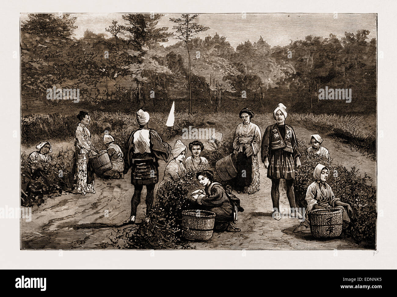 TEA GATHERING IN JAPAN, 1881 Stock Photo - Alamy