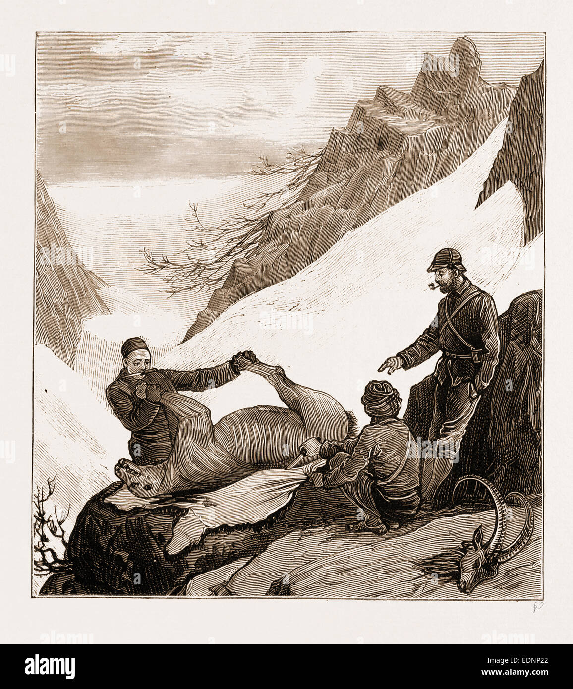 Skinning a bear hi-res stock photography and images - Alamy