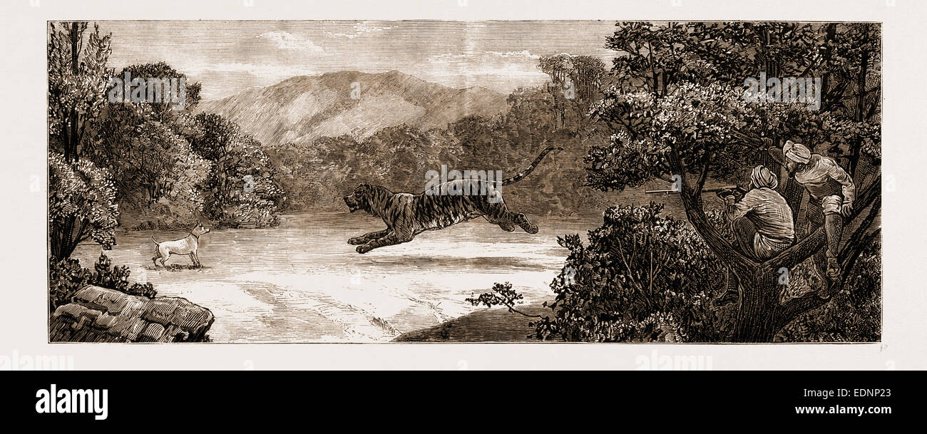 SPORT IN KASHMIR: TIGER SHOOTING FROM A "MACHAN", 1881 Stock Photo - Alamy