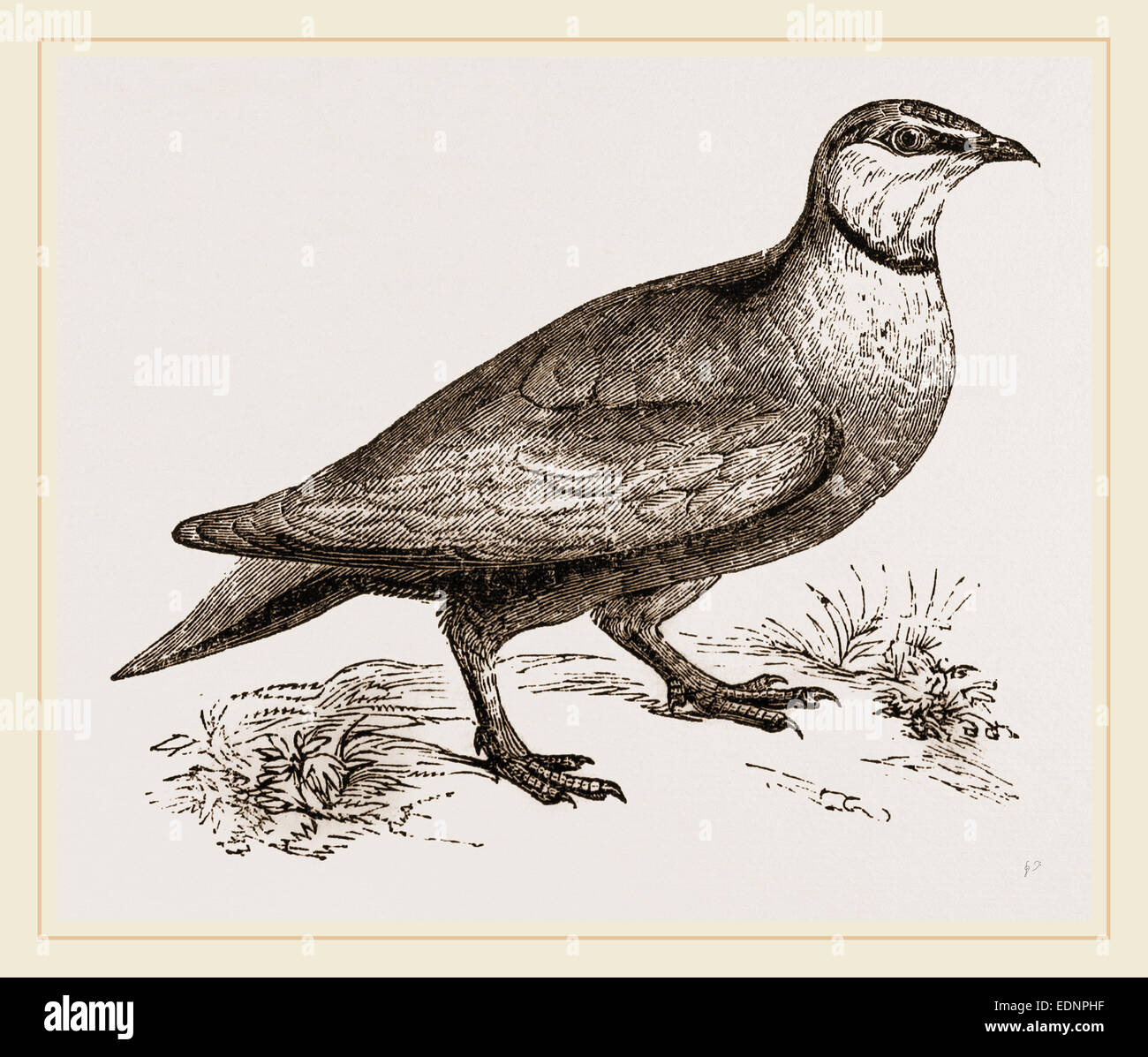 Sand grouse male hi-res stock photography and images - Alamy