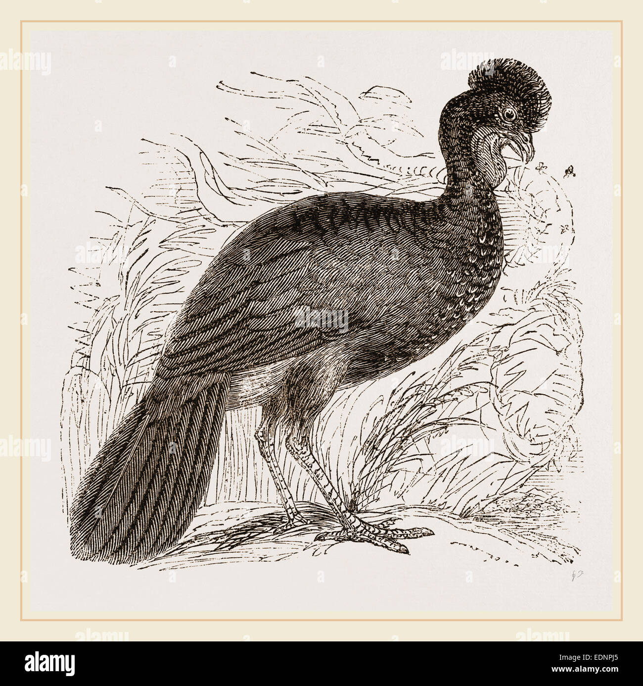 Guan you hi-res stock photography and images - Alamy