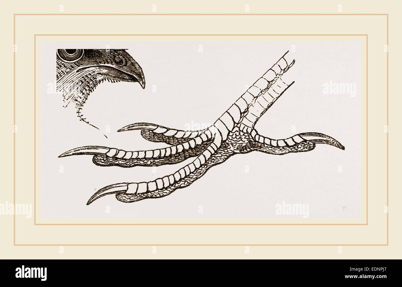 Head and Foot of Talegalla Stock Photo - Alamy