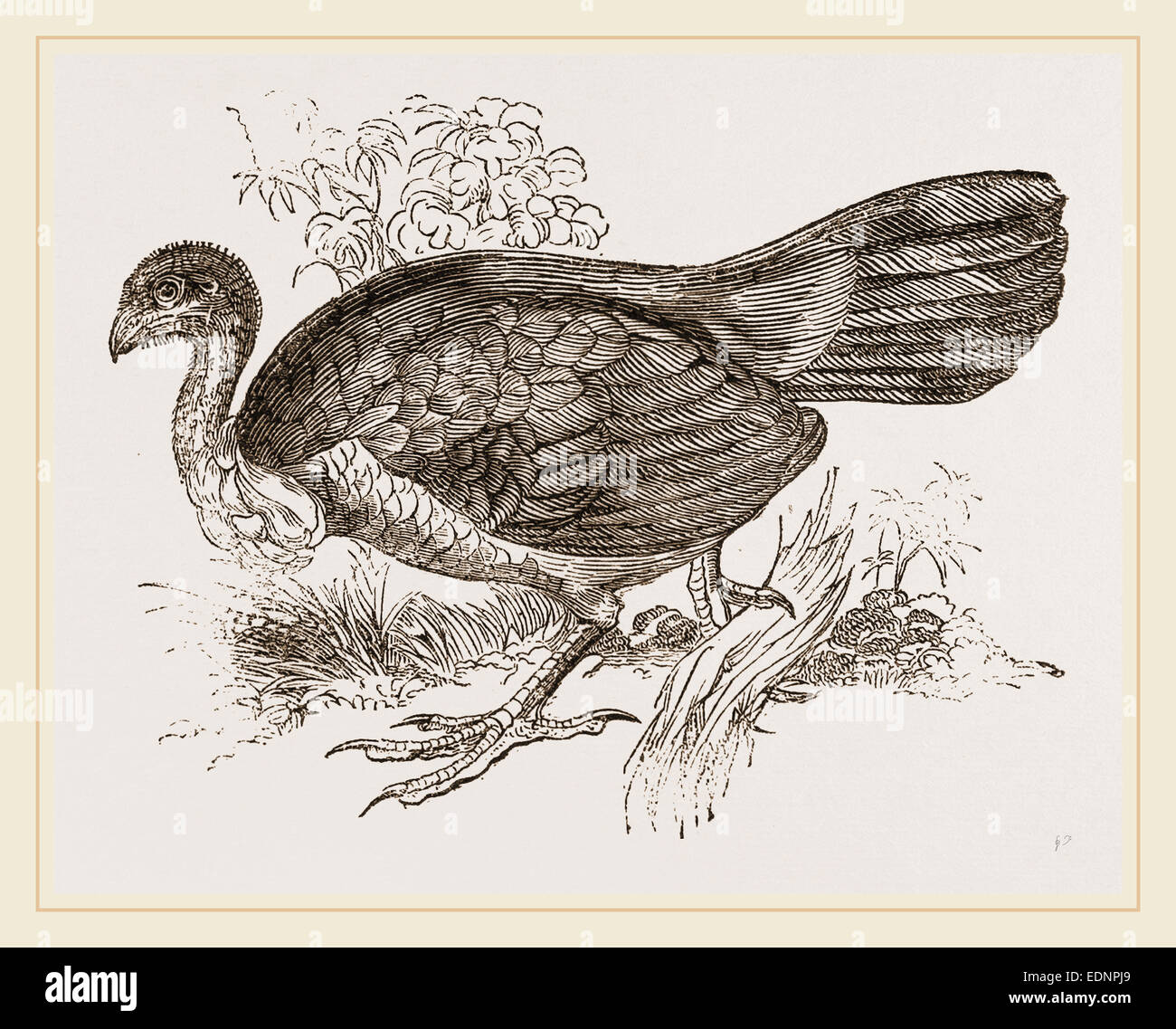 Wattled talegalla hi-res stock photography and images - Alamy