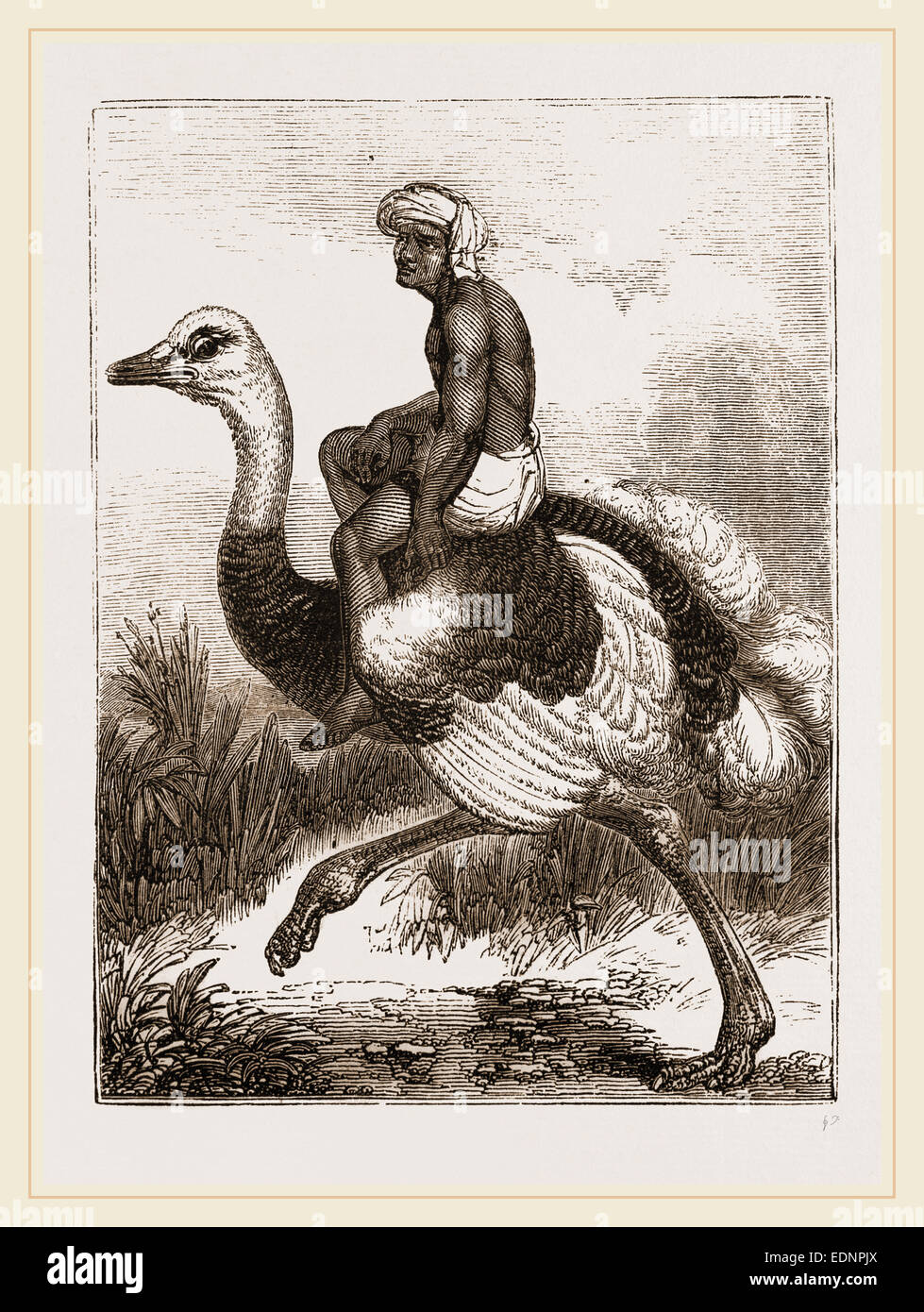 Ostrich carrying a man Stock Photo - Alamy