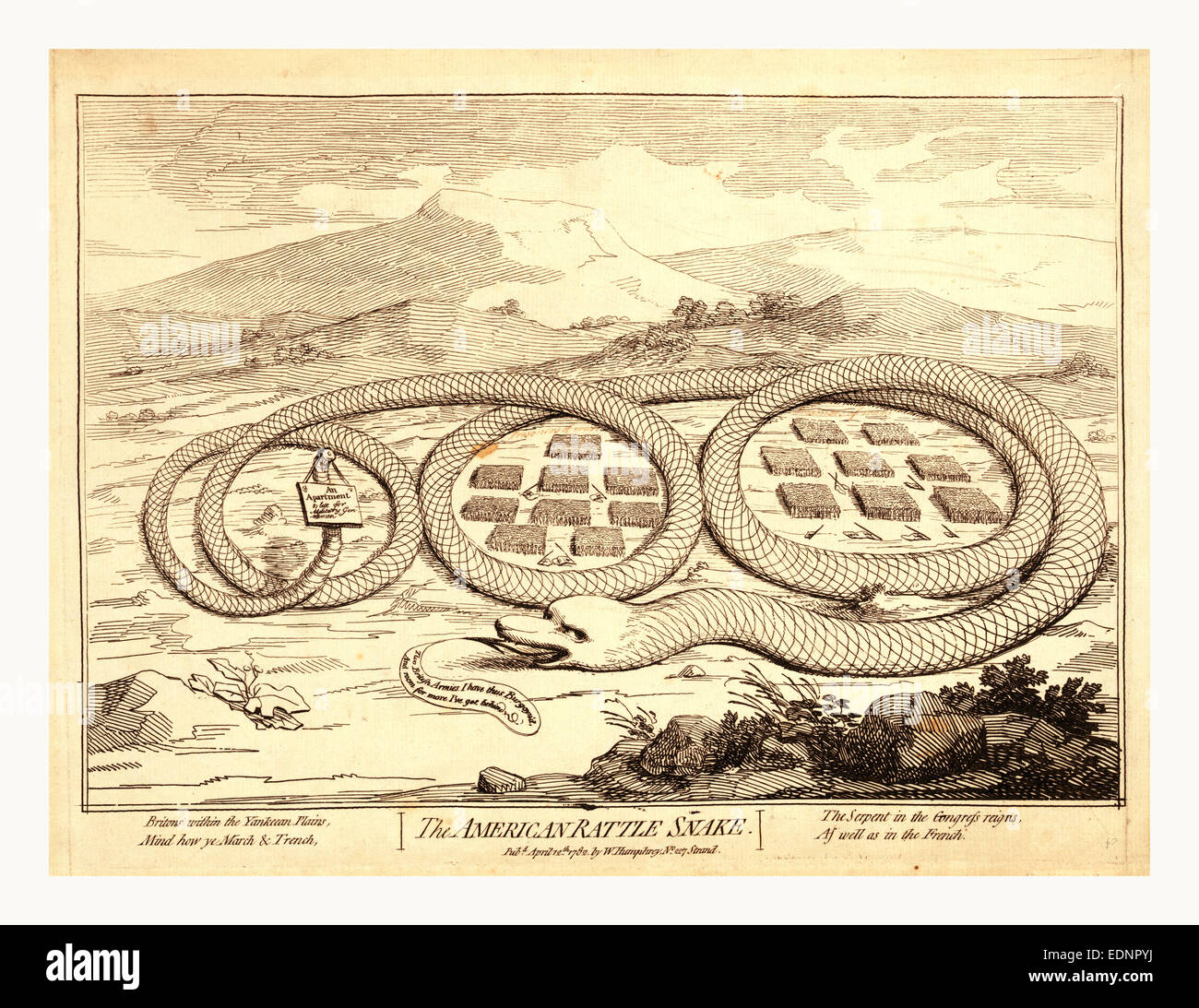 The American rattle snake, en sanguine engraving shows American snake ...
