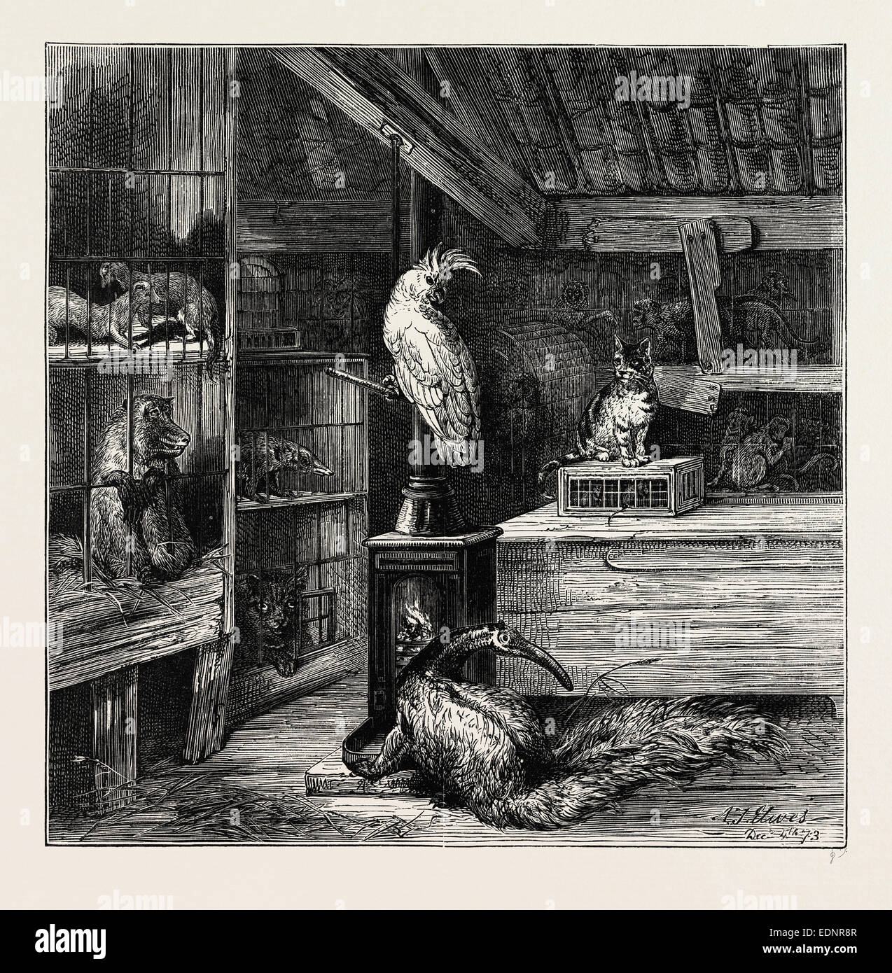 A wild beast shop, London, UK, 19th century engraving Stock Photo - Alamy