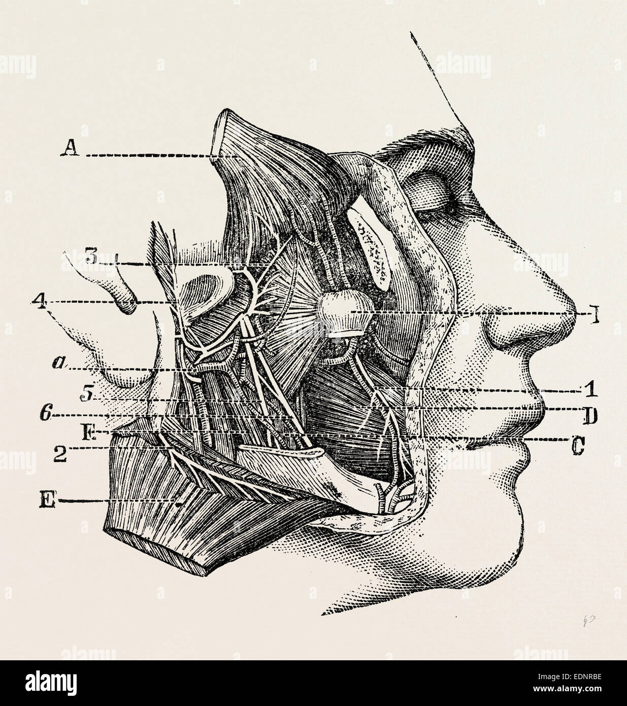 Dissection dissection hi-res stock photography and images - Alamy
