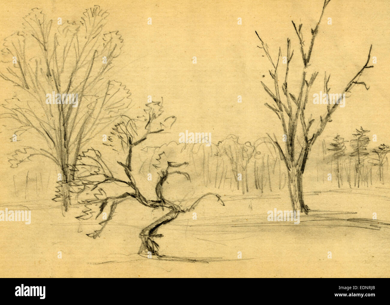Trees, between 1860 and 1865, drawing on cream paper : pencil ; 8.8 x ...