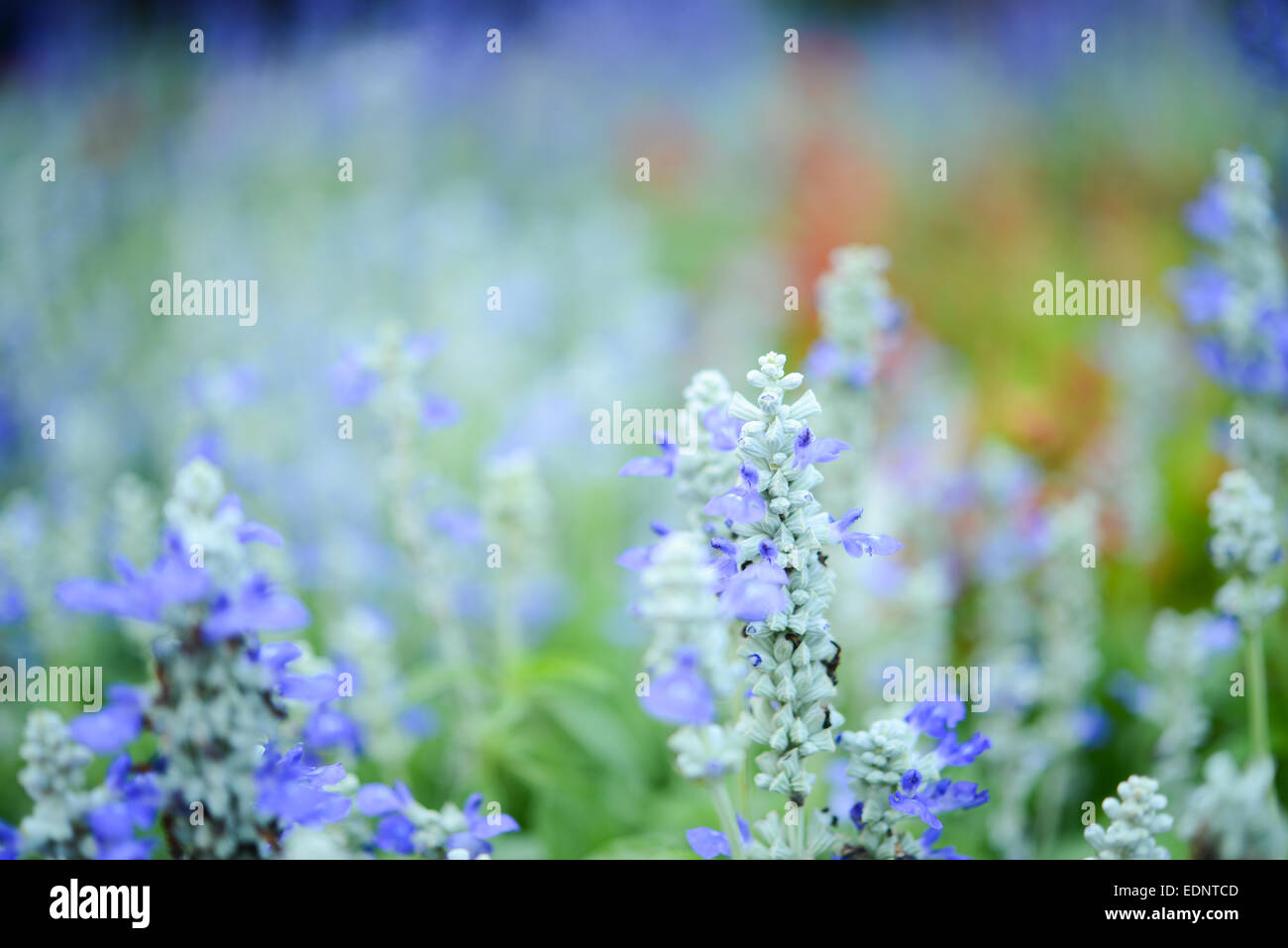 blue salvia flower Stock Photo - Alamy
