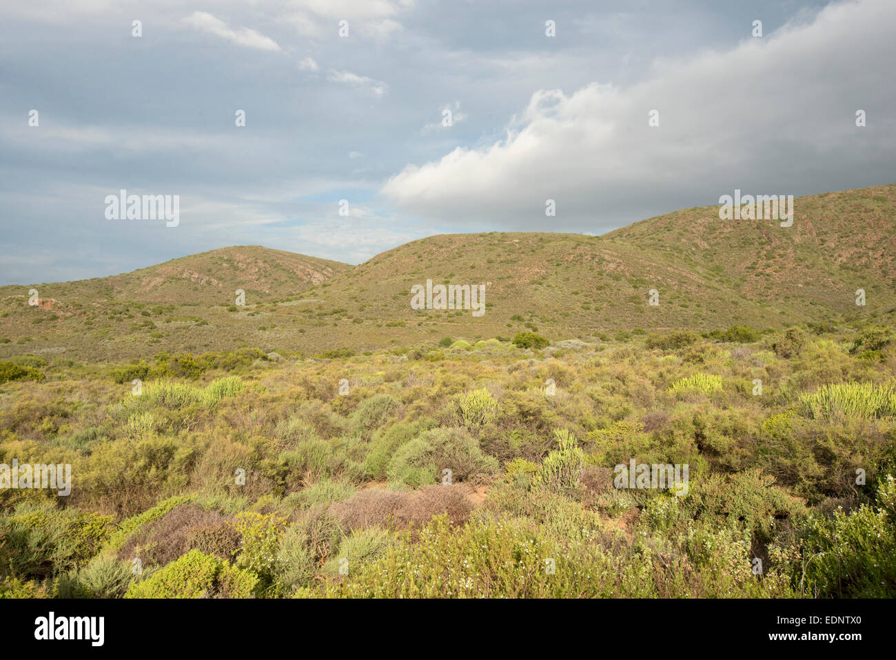 Fynbos biome hi-res stock photography and images - Alamy