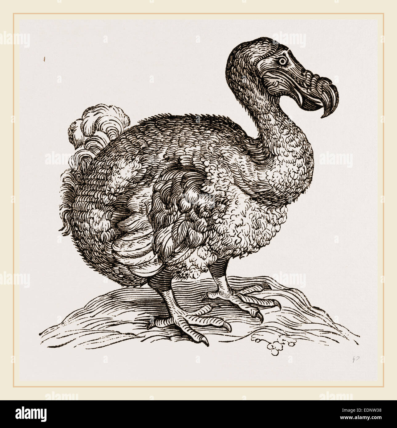 Dodo from Bontius Stock Photo - Alamy