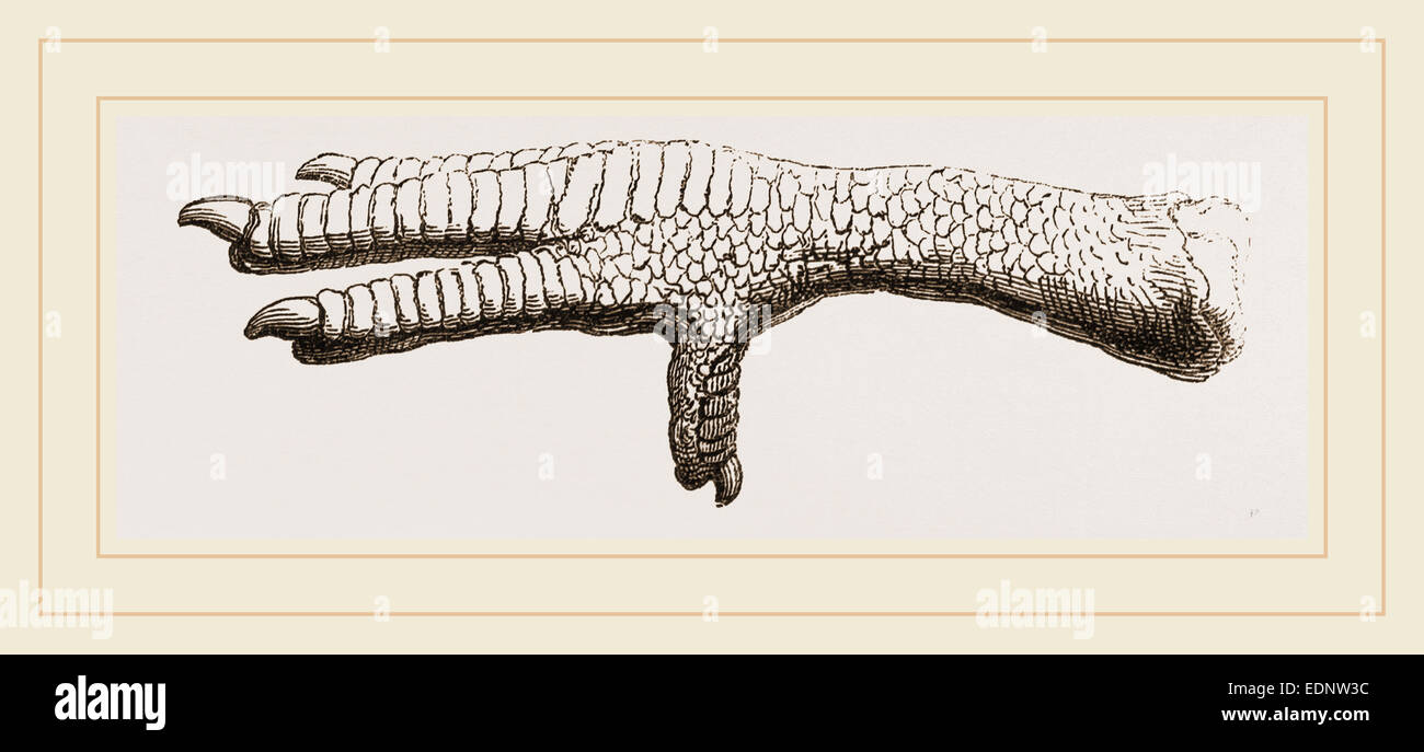 Foot of Dodo in British Museum Stock Photo - Alamy