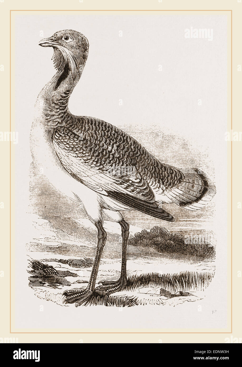 Great bustard the great hi-res stock photography and images - Alamy