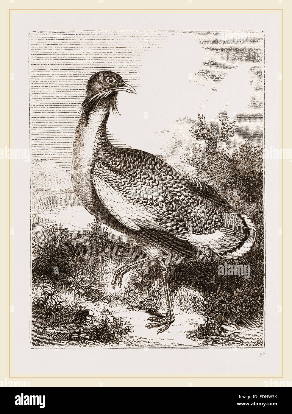 Great bustard the great hi-res stock photography and images - Alamy