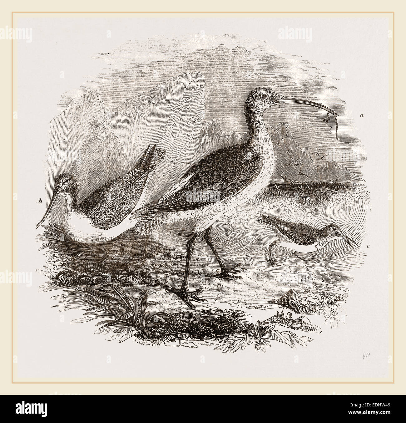 Group of Scolopacidae Stock Photo - Alamy