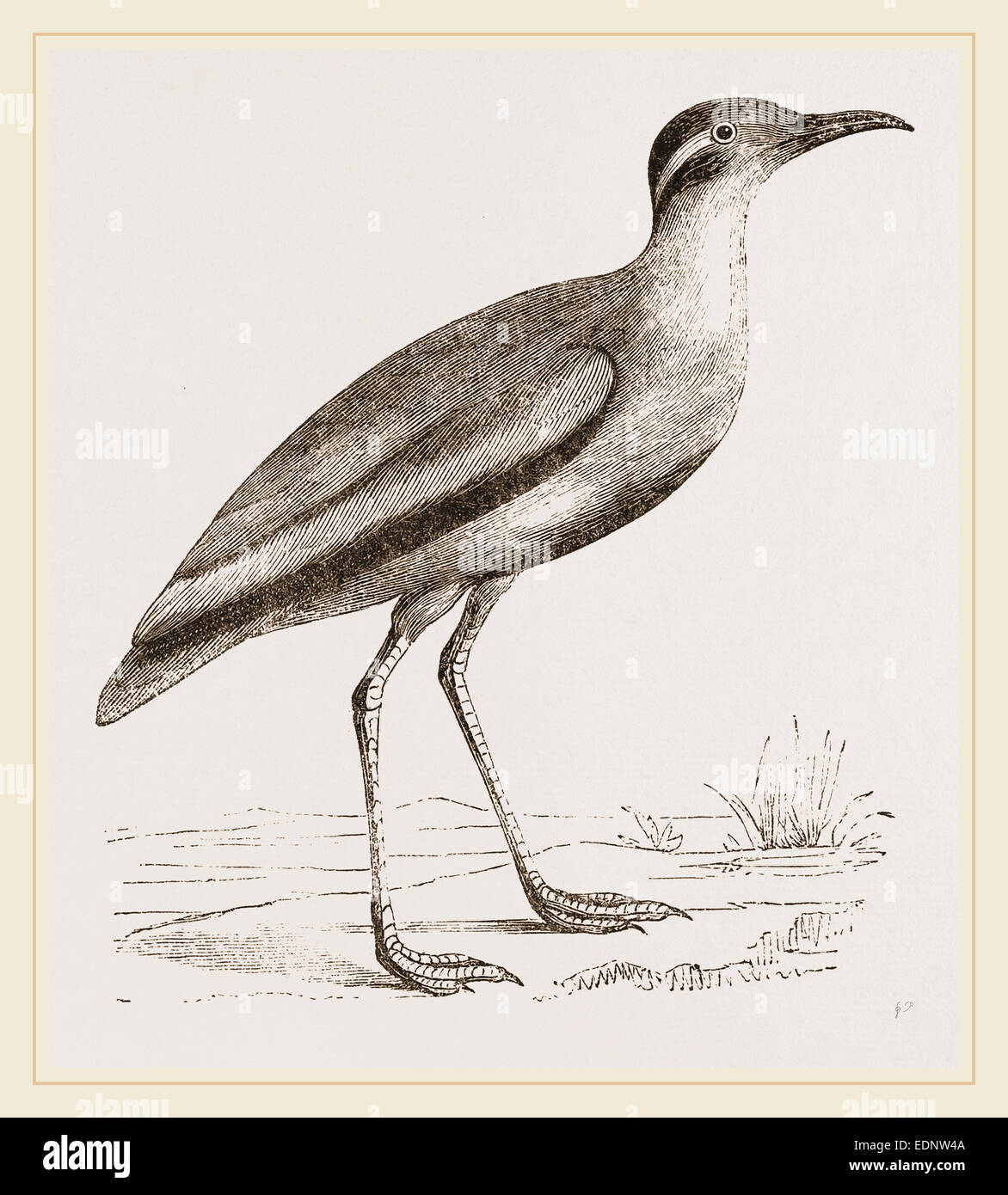 Black bellied swift foot hi-res stock photography and images - Alamy