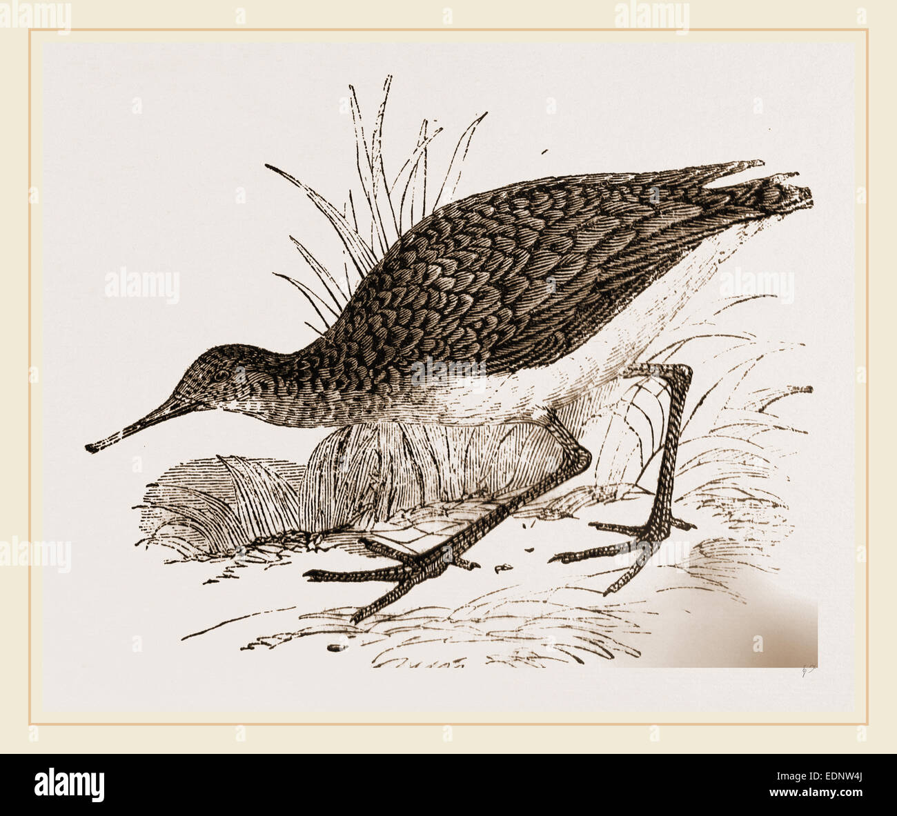 Ruff in winter Plumage Stock Photo - Alamy