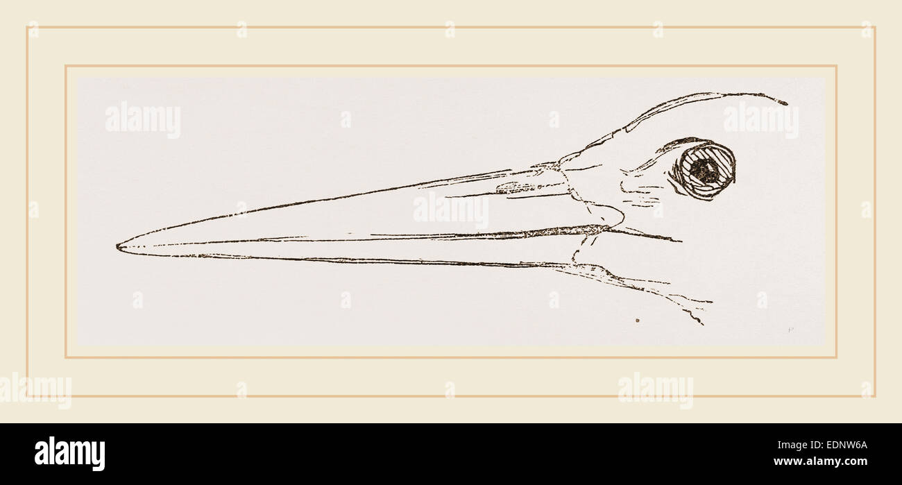 Bill of Stork Stock Photo - Alamy