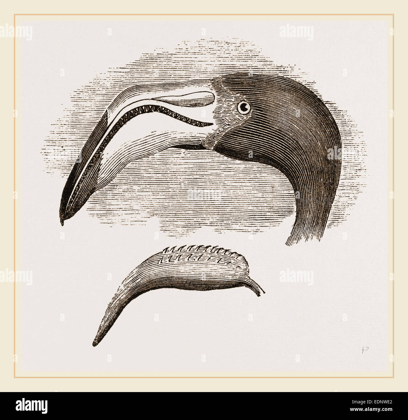 Head and Tongue of Flamingo Stock Photo - Alamy