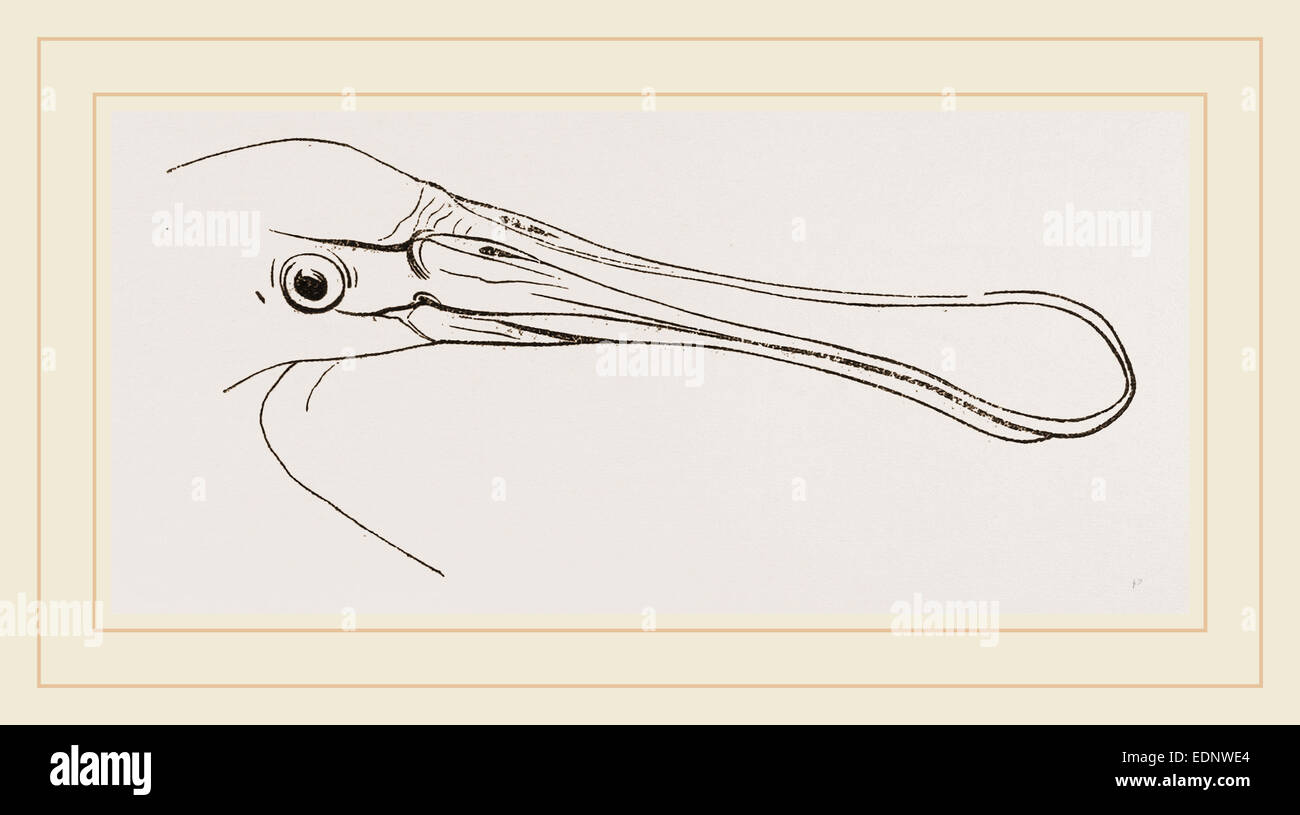 Bill of Spoonbill Stock Photo - Alamy