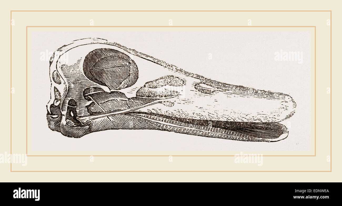 Skull of Duck Stock Photo - Alamy